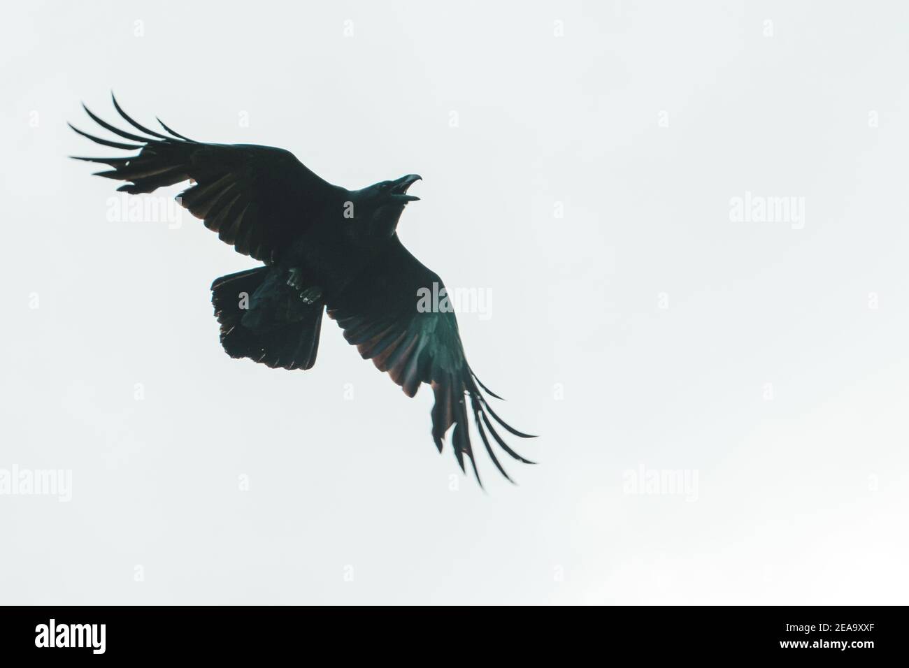 Raven Flying With Wings Spread High Resolution Stock Photography and Images - Alamy