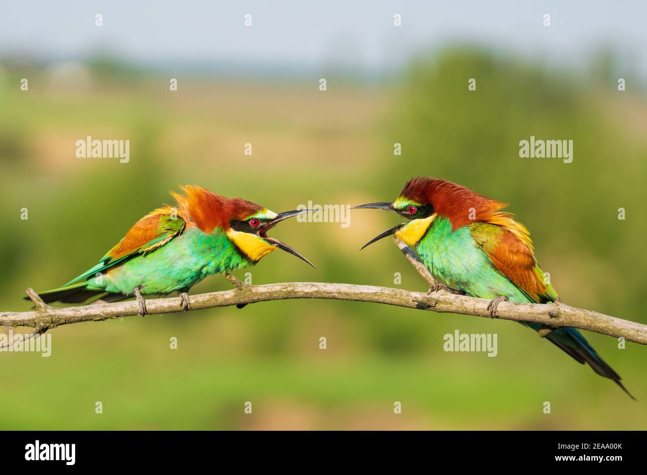 Birds flirting hi-res stock photography and images - Alamy