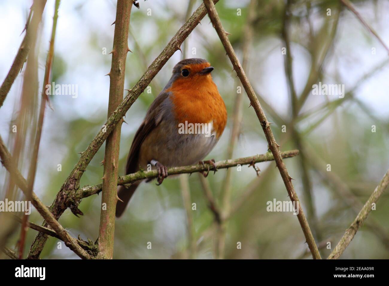 Friendly robin hi-res stock photography and images - Alamy