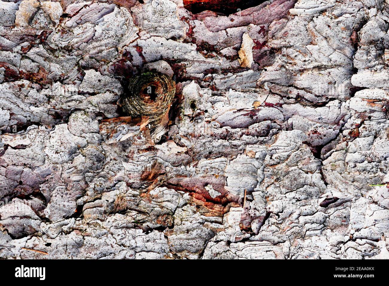 Fir tree bark, close-up view, Lyon, France Stock Photo - Alamy