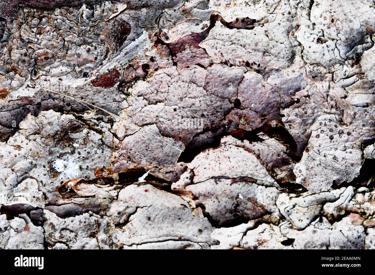 Fir tree bark, close-up view, Lyon, France Stock Photo - Alamy