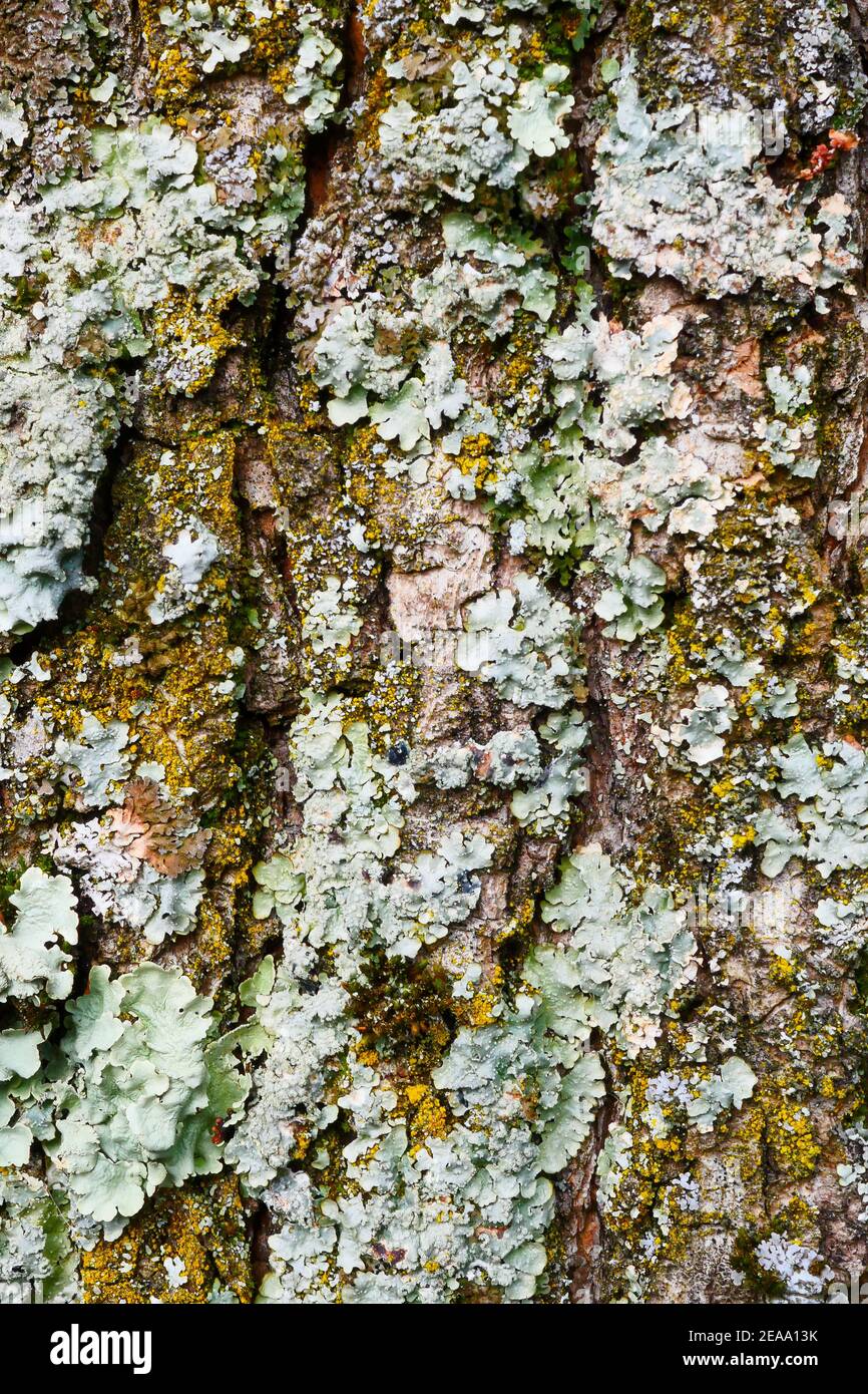 Lichen arbre texture hi-res stock photography and images - Alamy