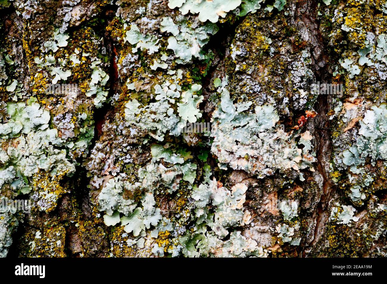 Lichen arbre texture hi-res stock photography and images - Alamy