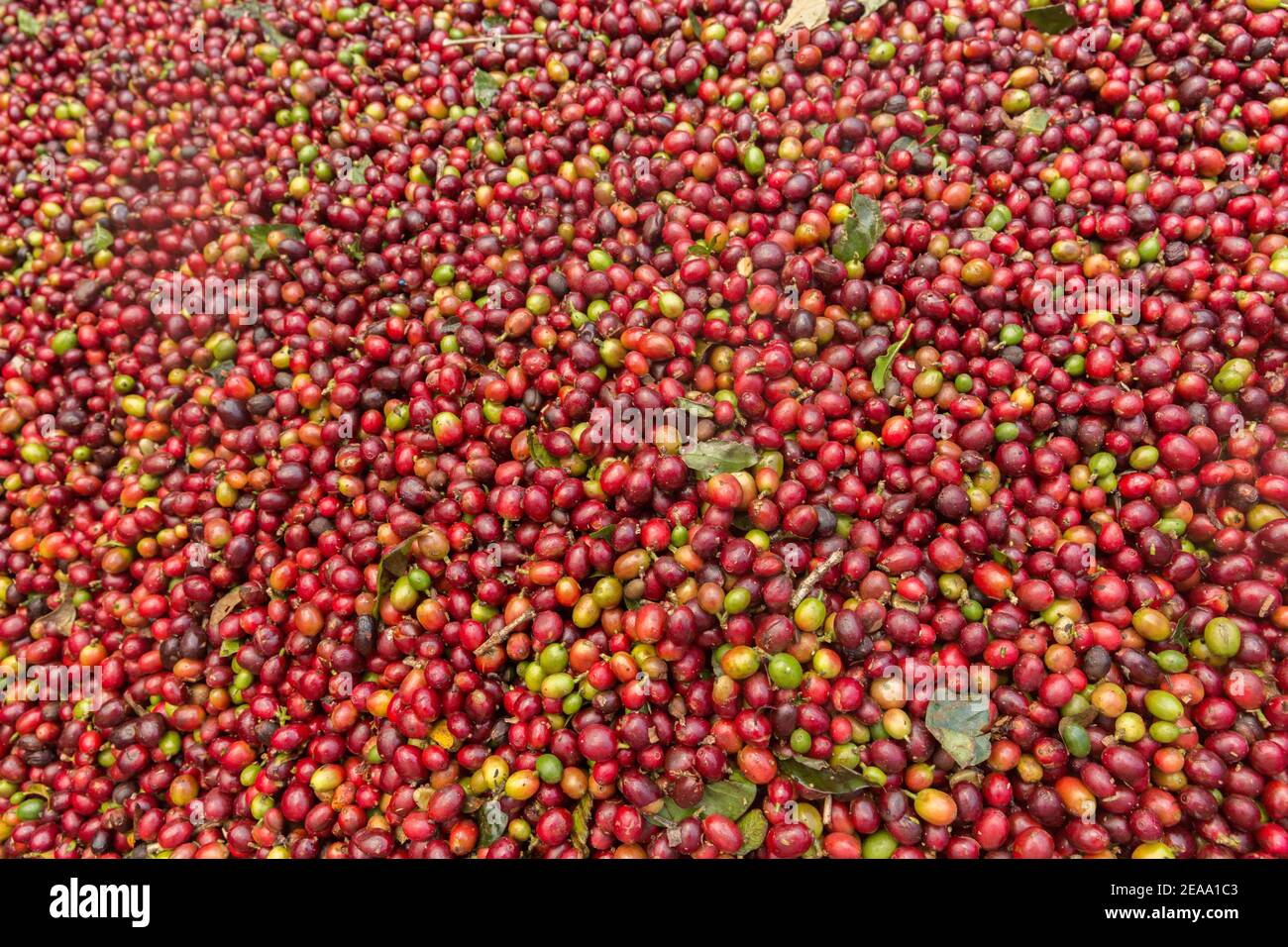 Freshly picked red coffee hi-res stock photography and images - Alamy