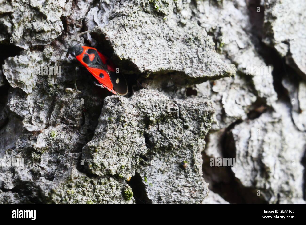 Red Bugg (gendarme) hidden under tree bark, France Stock Photo - Alamy