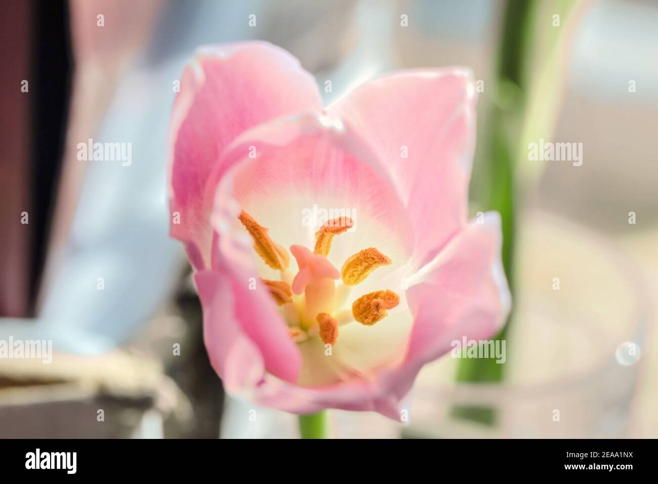 Real pretty open bud of pink delicate tulip like symbol of love Stock ...