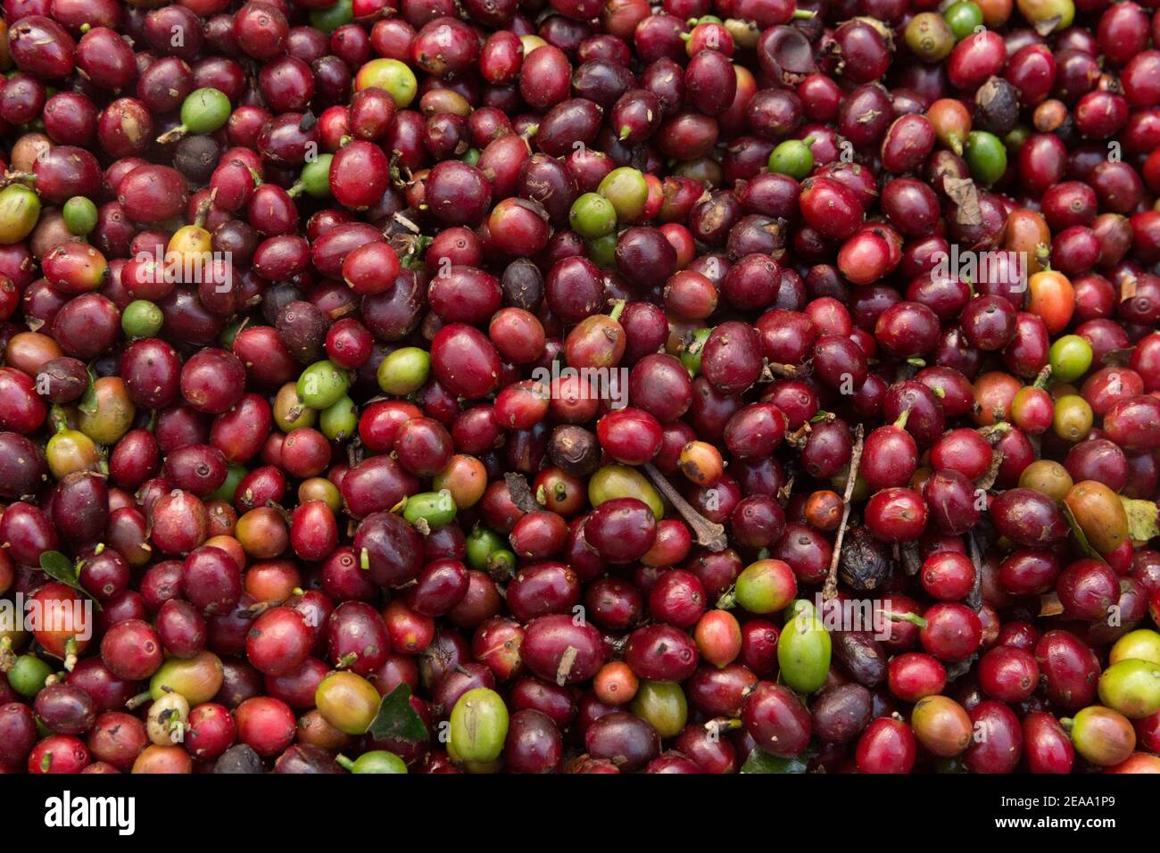 Freshly picked red coffee hi-res stock photography and images - Alamy