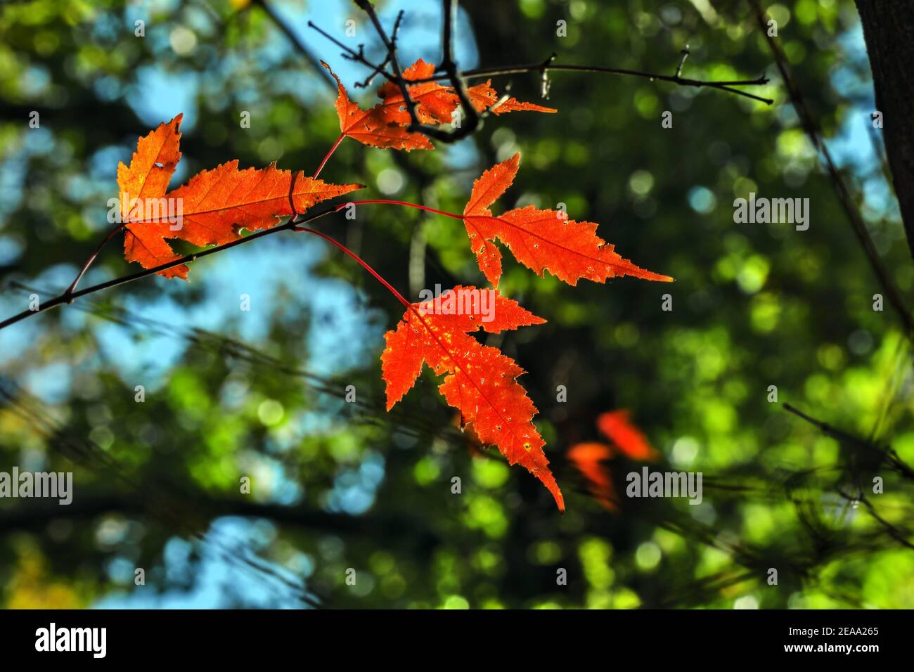 Red leaves of fall hi-res stock photography and images - Alamy