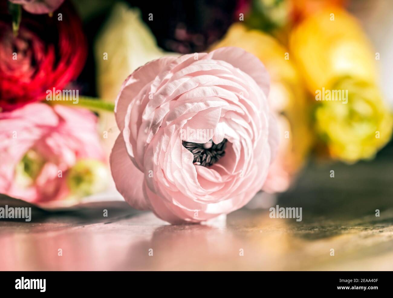 Real charming open flower of pink Ranunculus for best mood Stock Photo ...