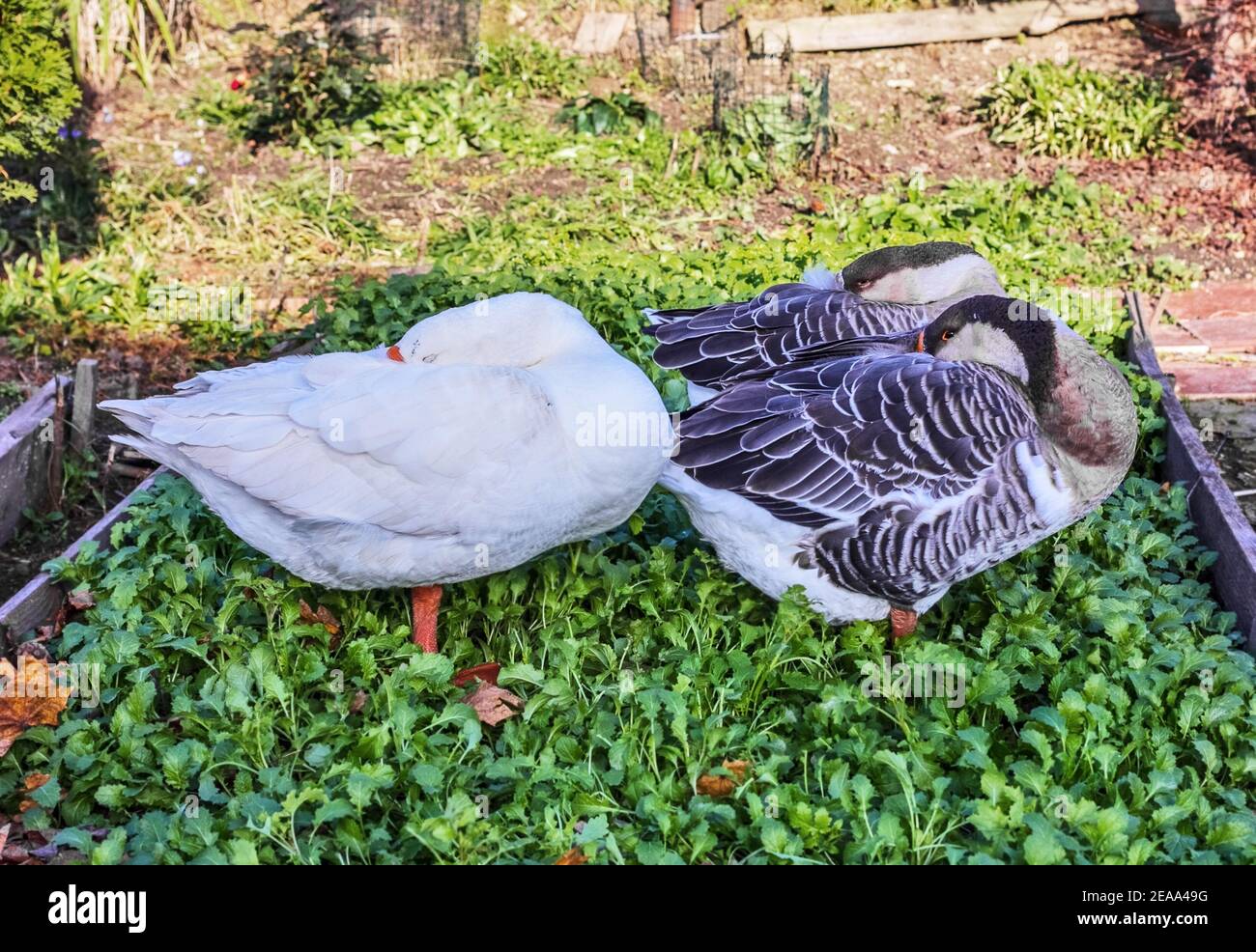 Sleeping geese hi-res stock photography and images - Alamy