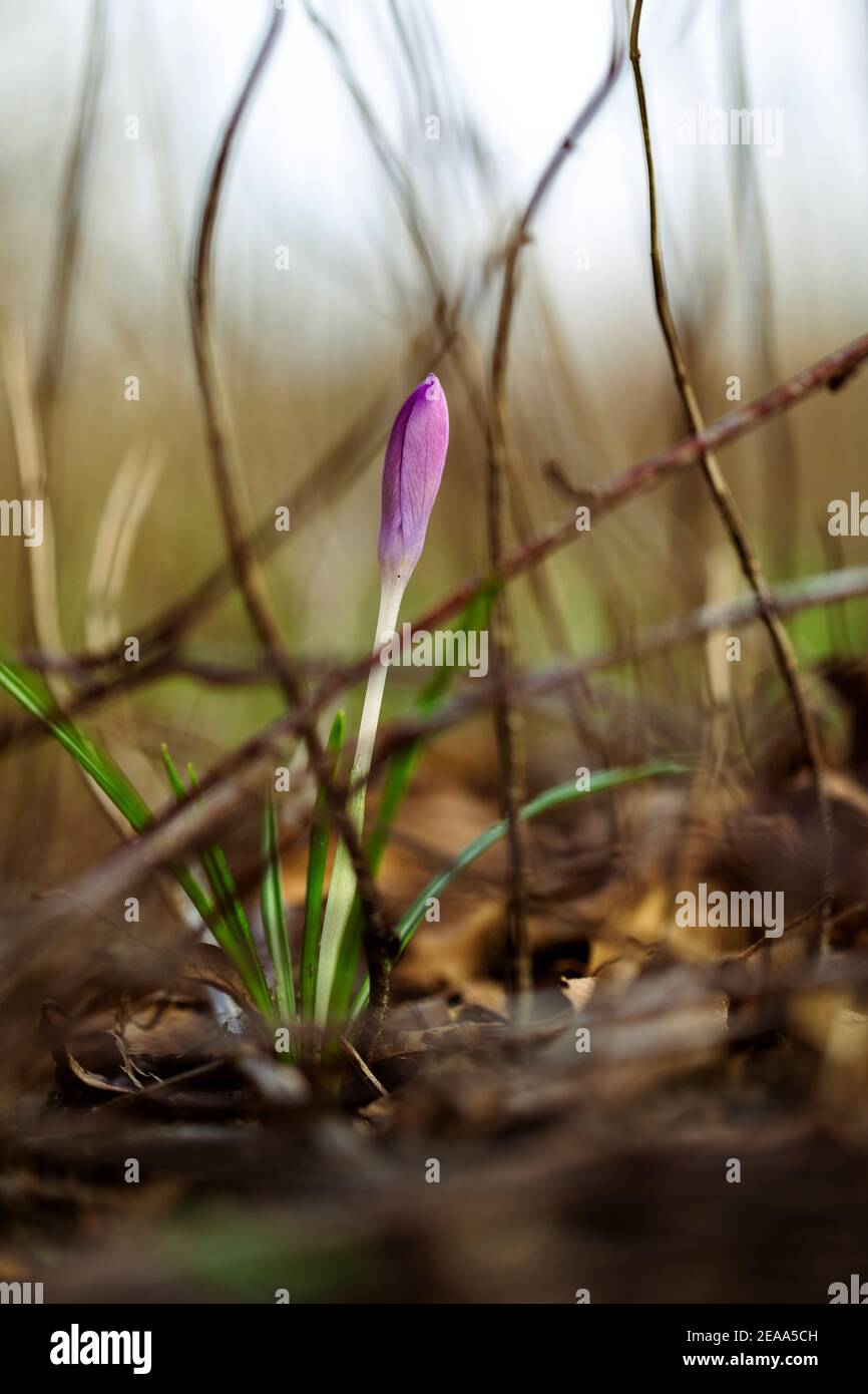 Barren vegetation hi-res stock photography and images - Alamy
