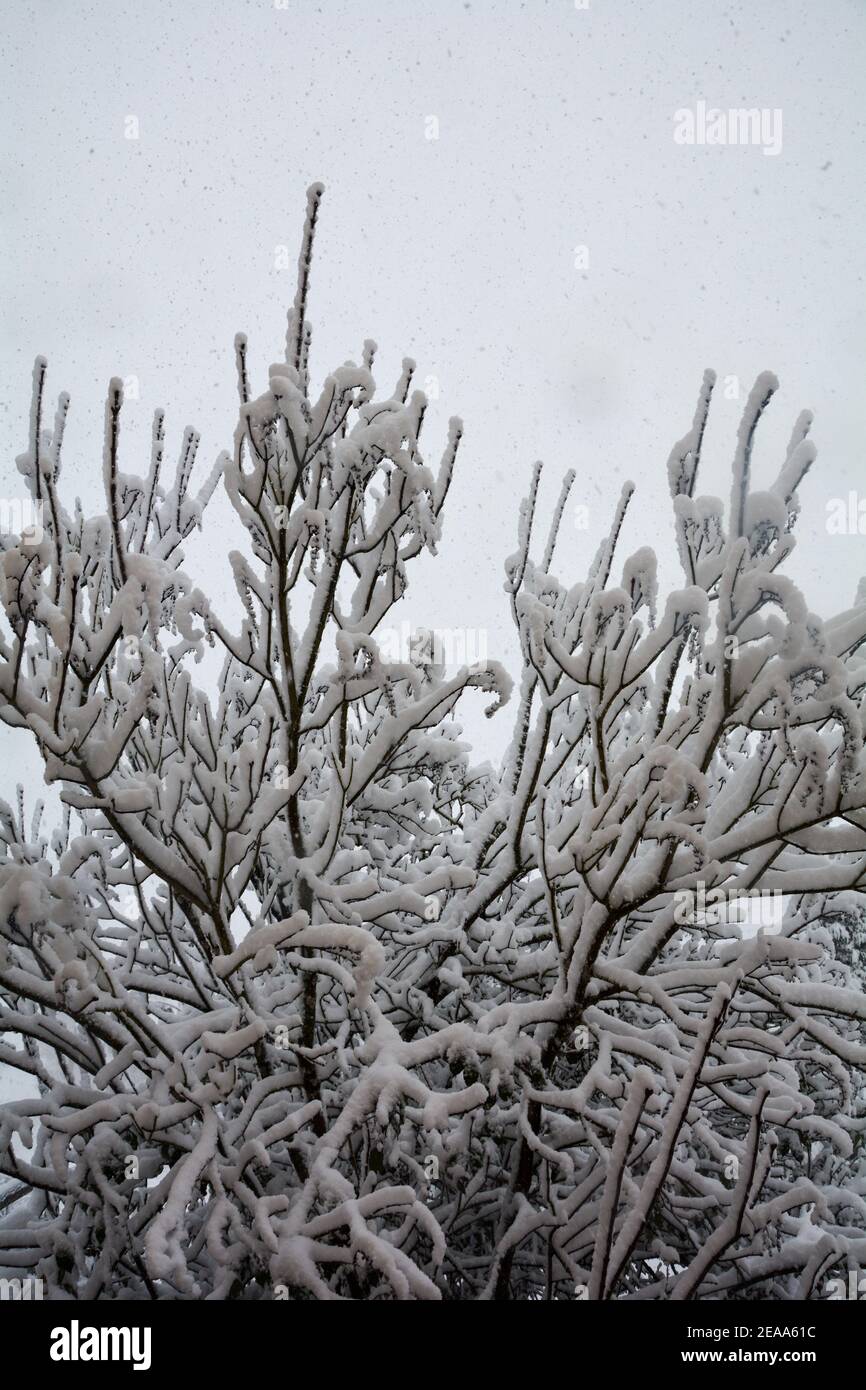 Branches of a tree full of snow during snowfall Stock Photo - Alamy