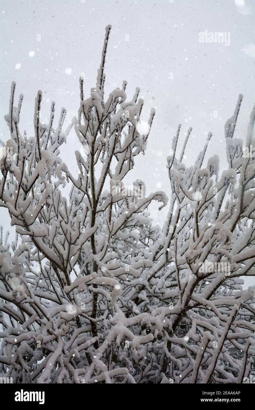 Branches of a tree full of snow during snowfall Stock Photo - Alamy