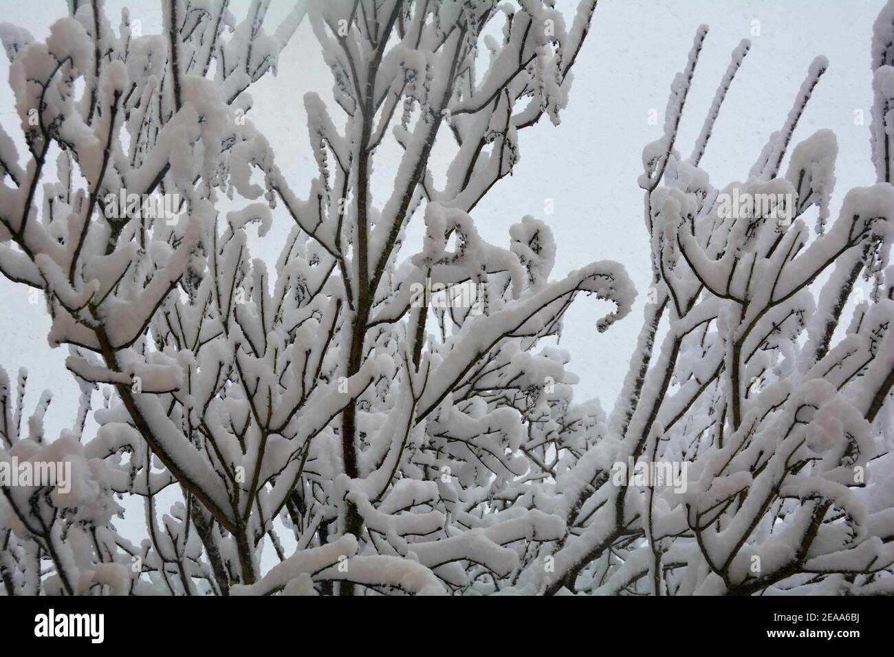 Branches of a tree full of snow during snowfall Stock Photo - Alamy