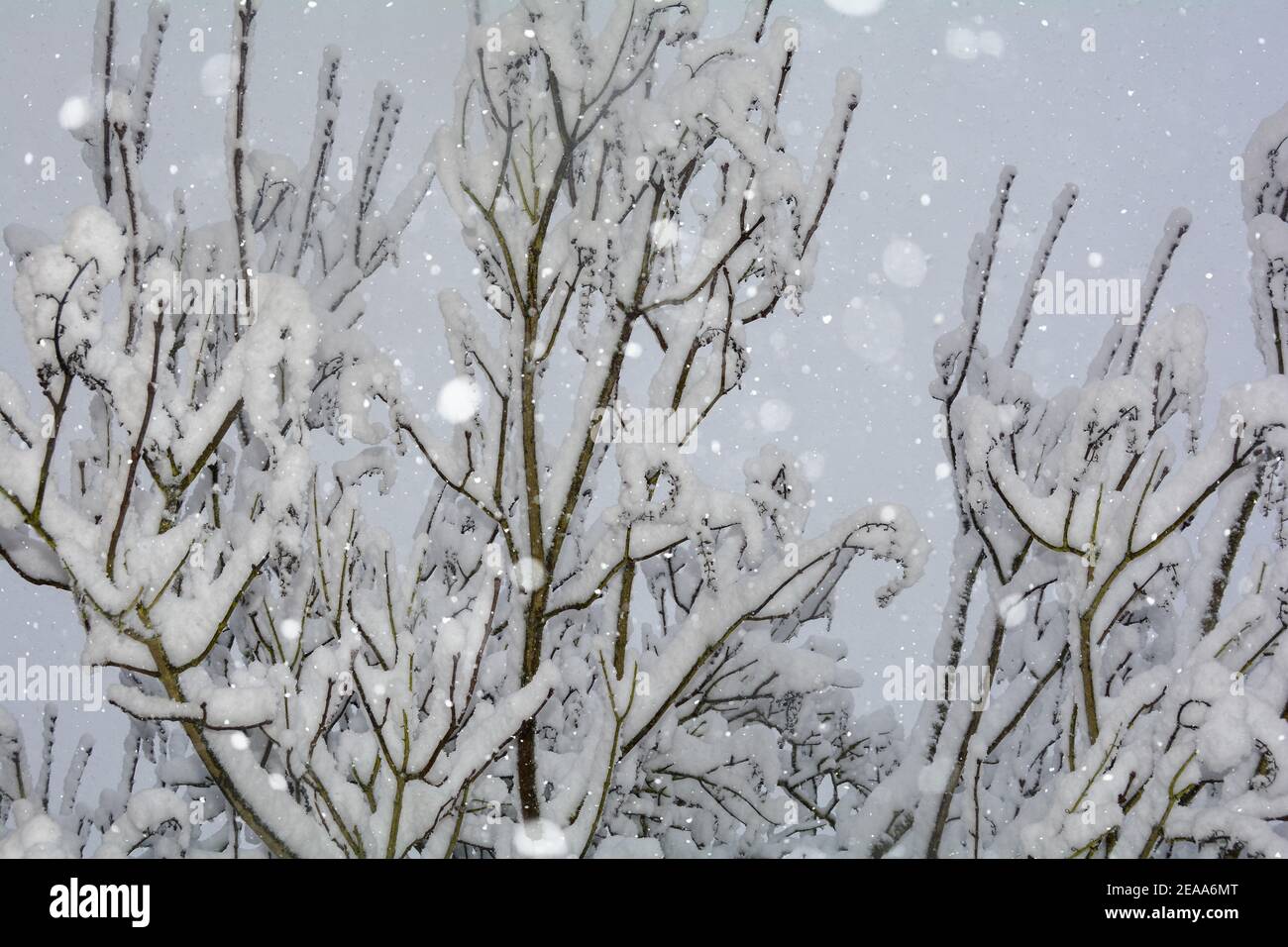 Branches of a tree full of snow during snowfall Stock Photo - Alamy