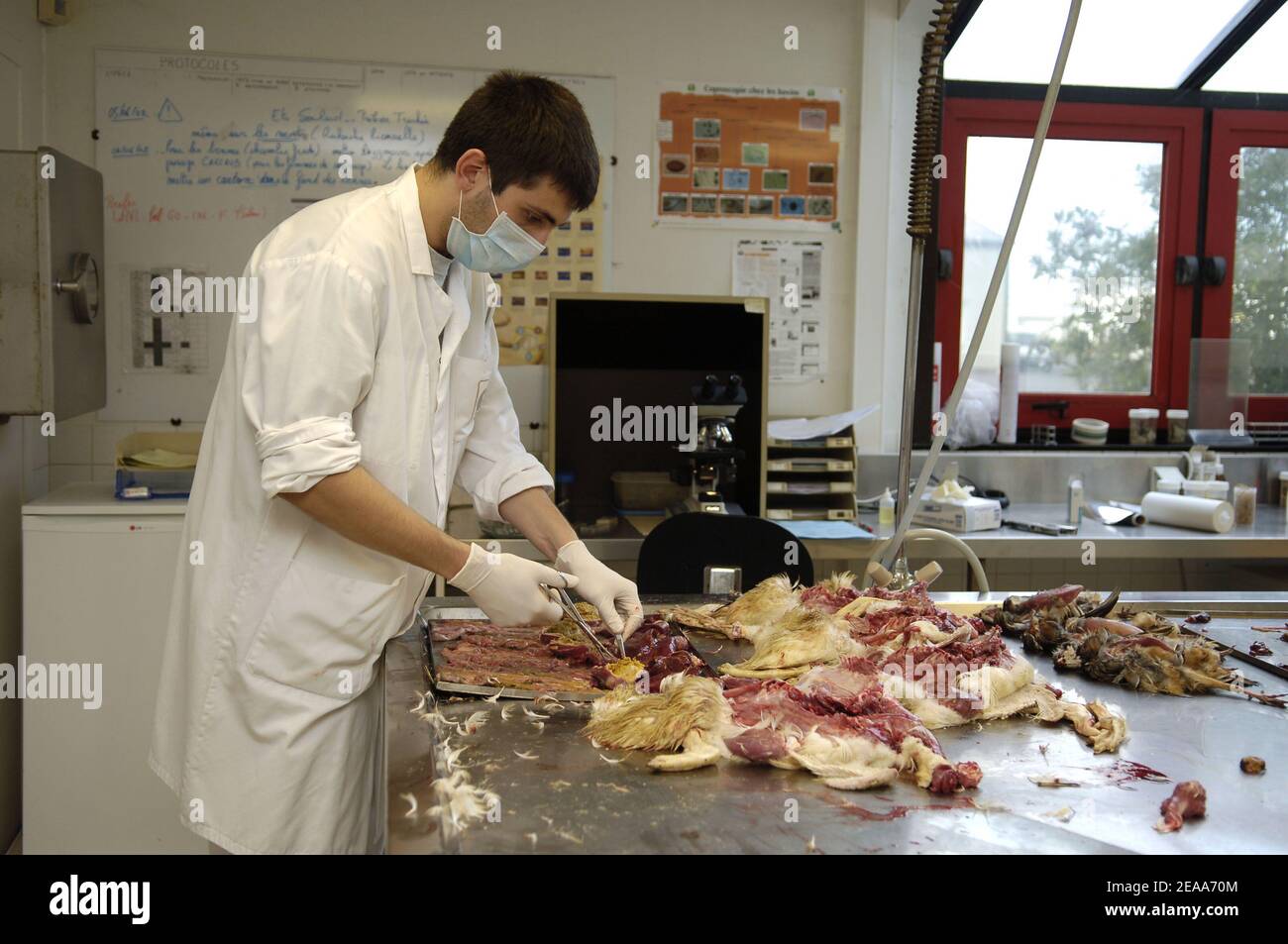 Poulet de sauvetage hi-res stock photography and images - Alamy