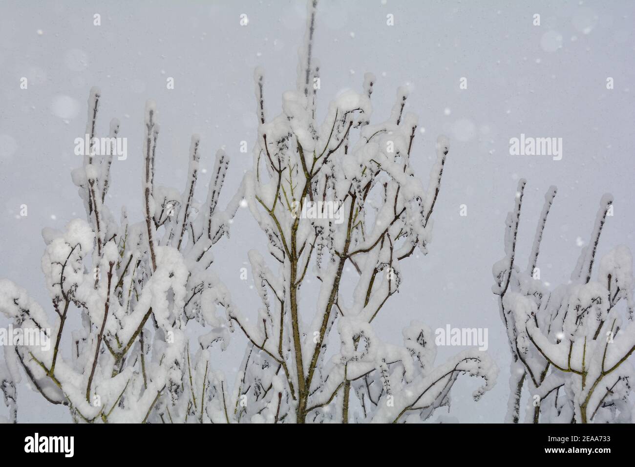 Branches of a tree full of snow during snowfall Stock Photo - Alamy