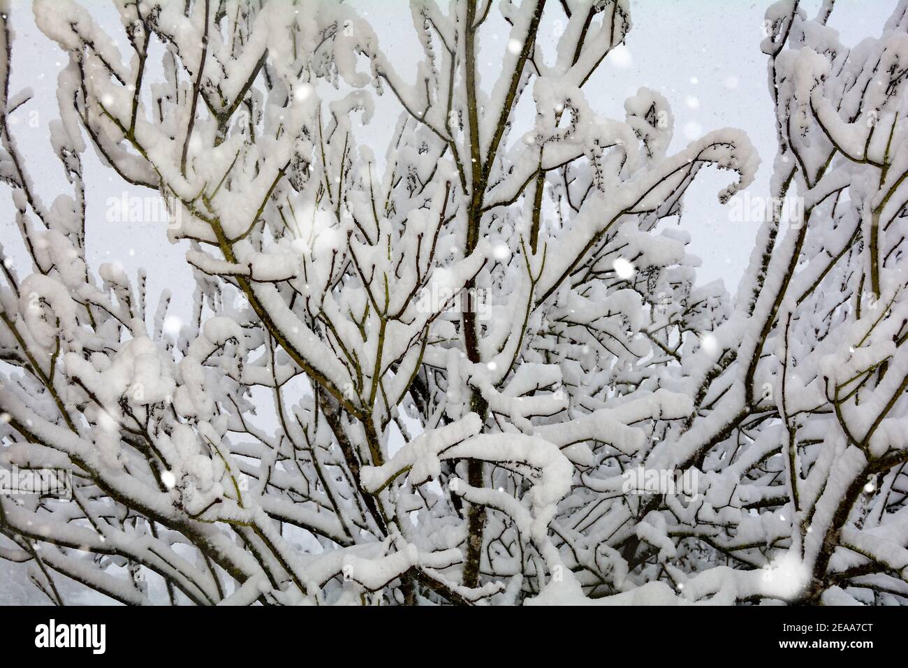 Branches of a tree full of snow during snowfall Stock Photo - Alamy