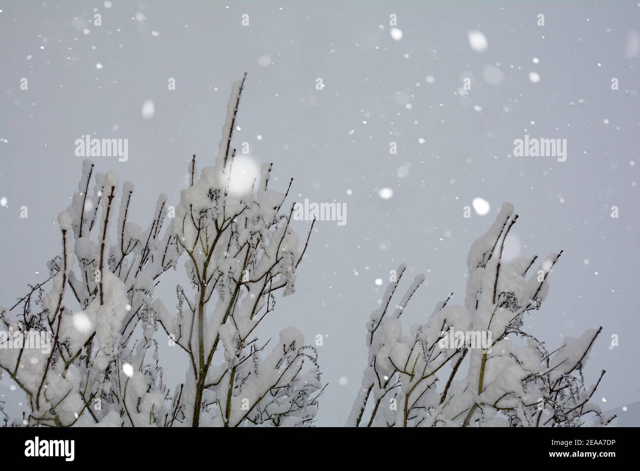 Branches of a tree full of snow during snowfall with sky Stock Photo ...