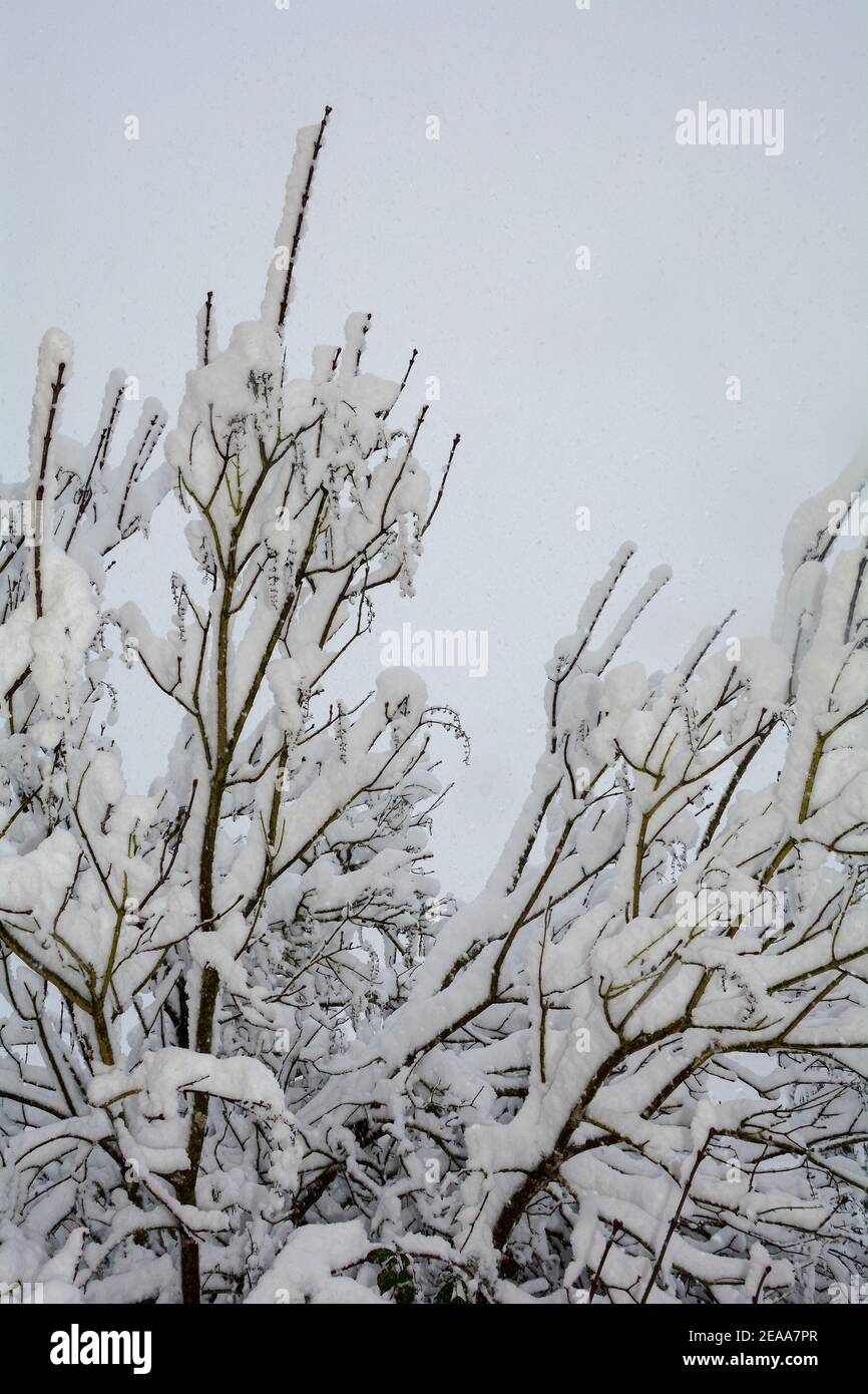 Branches of a tree full of snow during snowfall Stock Photo - Alamy