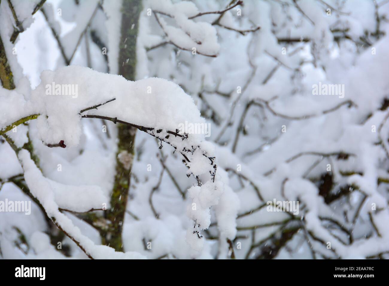Branches of a tree full of snow during snowfall Stock Photo - Alamy