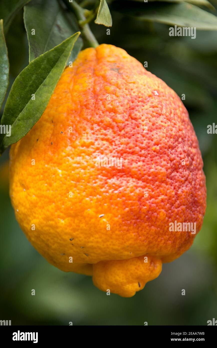 Fruit isle hi-res stock photography and images - Alamy