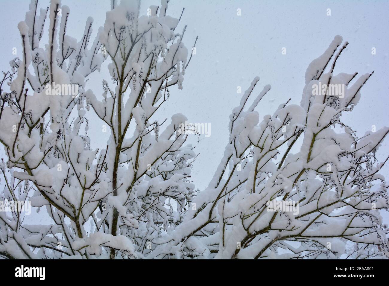 Branches of a tree full of snow during snowfall Stock Photo - Alamy
