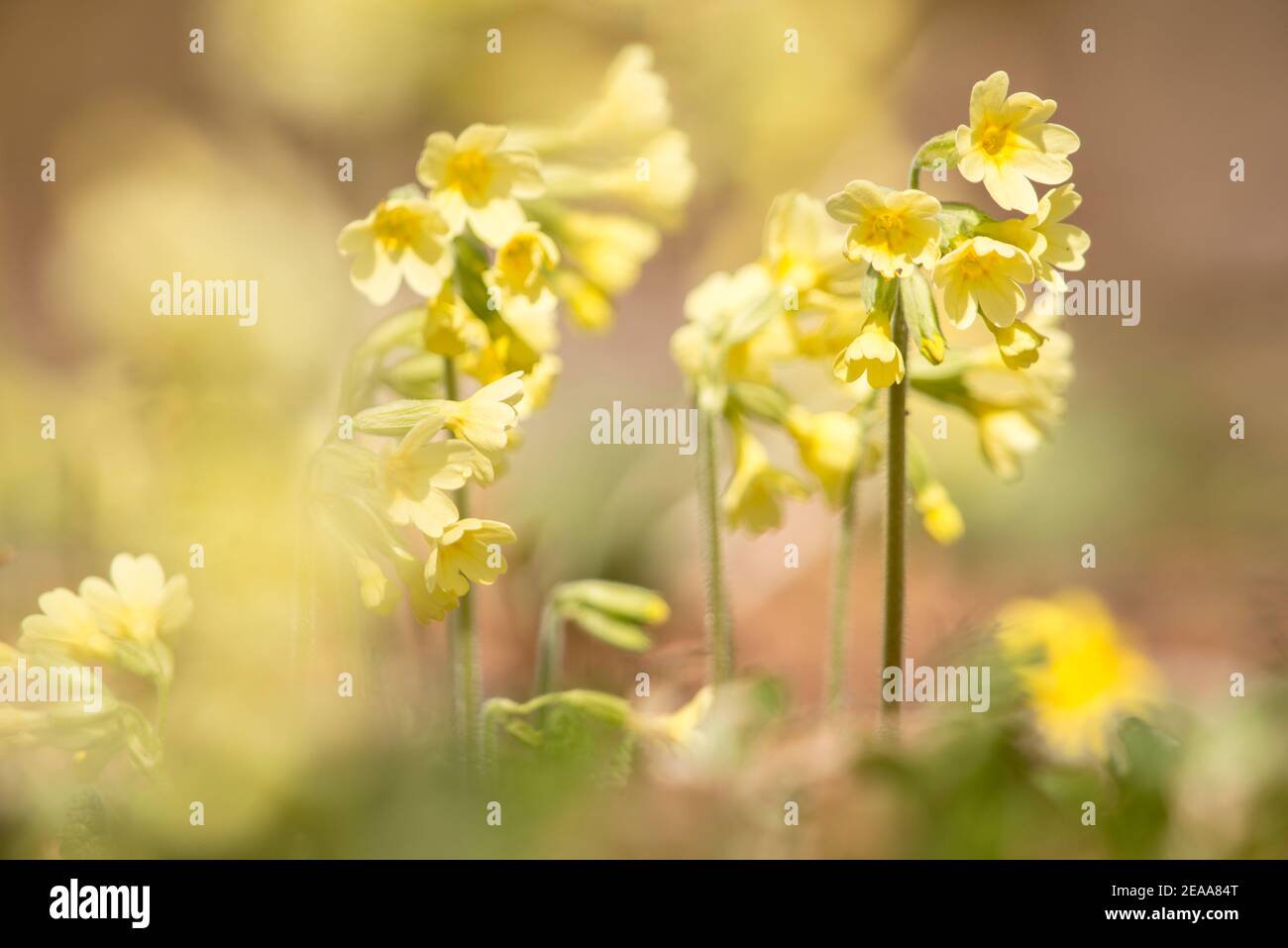 Yellow polyanthus hi-res stock photography and images - Alamy