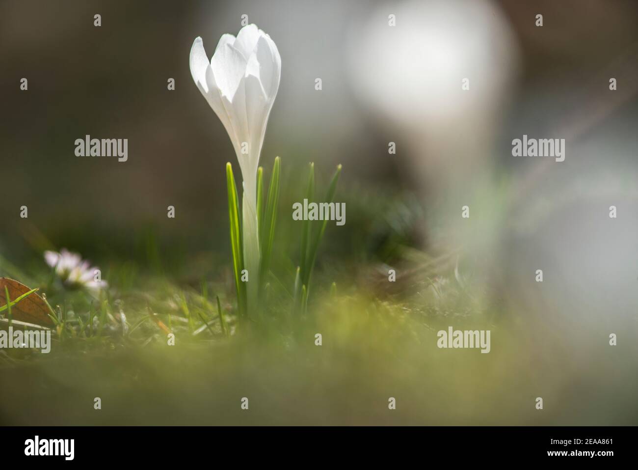 Crocus spring switzerland hi-res stock photography and images - Alamy