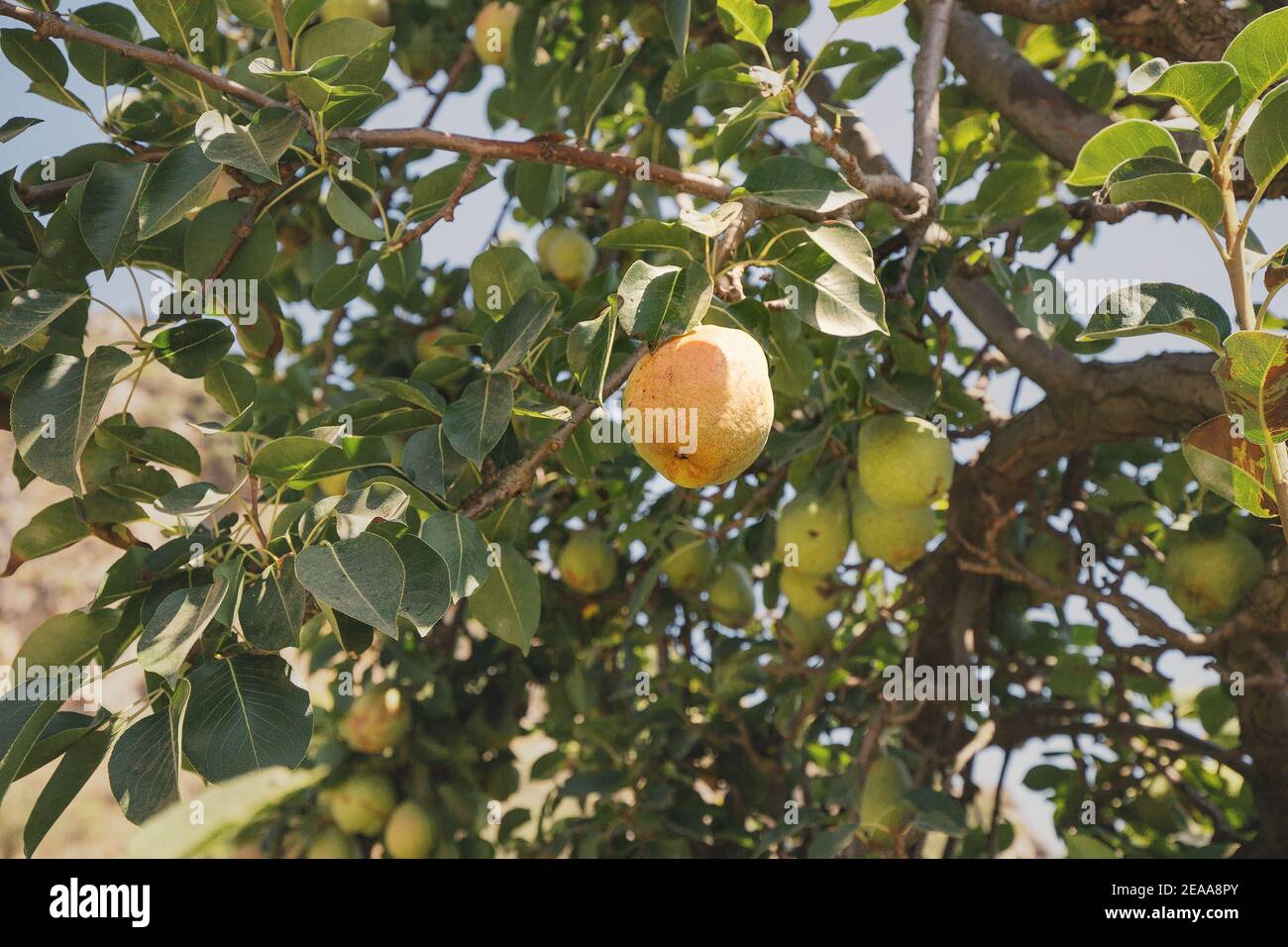 Pear orchard in fall color hi-res stock photography and images - Alamy