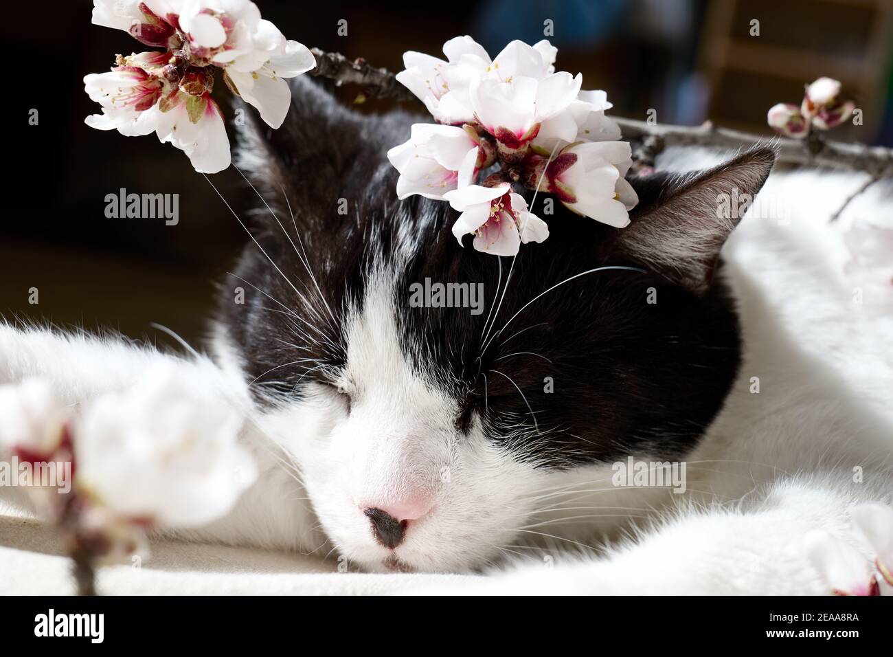 Charming black and white cat with pink and white spring flowers. Sakura ...