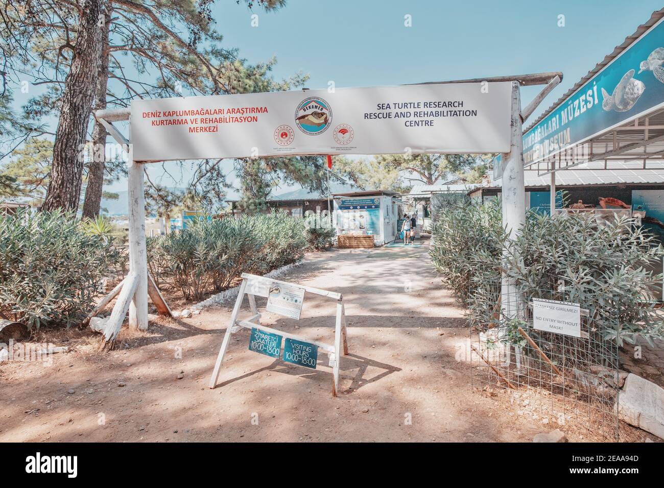 Caretta caretta hospital hi-res stock photography and images - Alamy