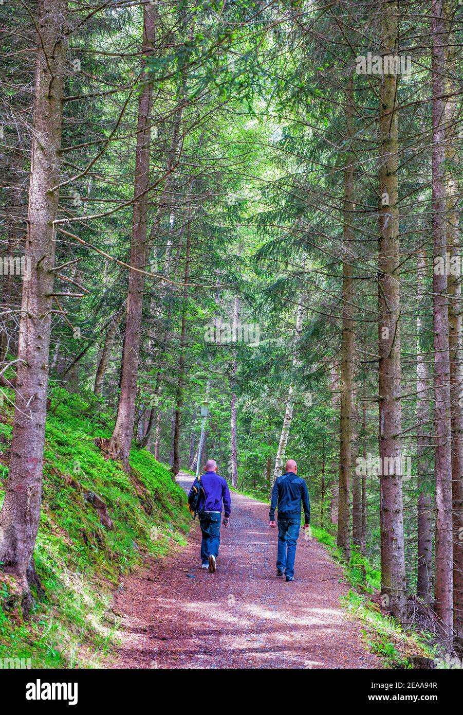 Two men walking side by side through a pine woodland in Austria Stock ...
