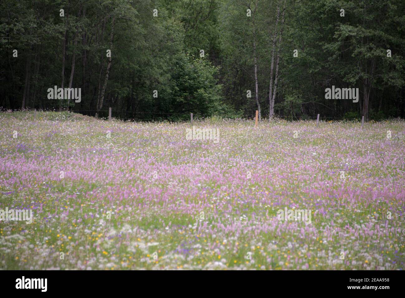 Colorful mountain meadow Stock Photo - Alamy