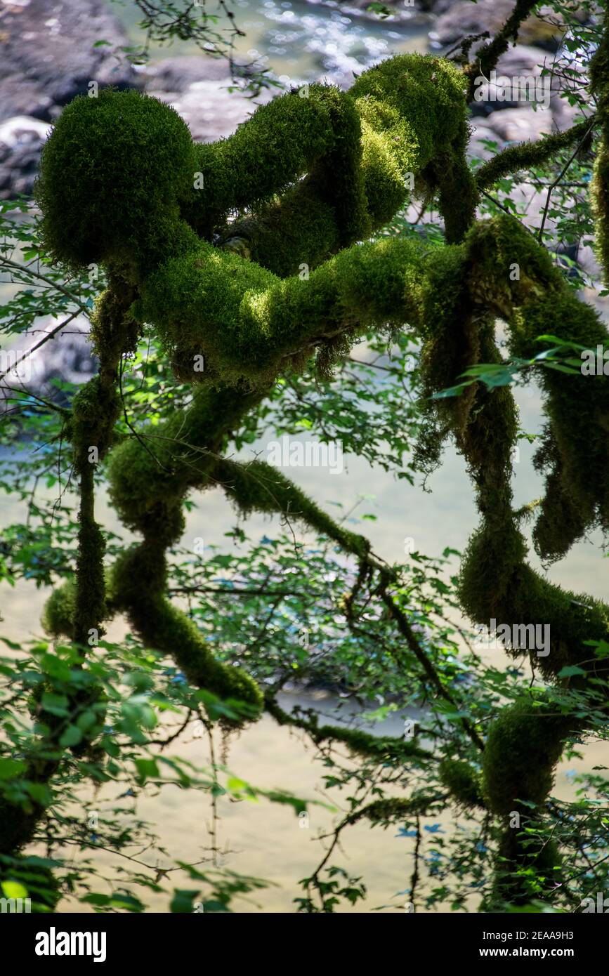 Monster tree hi-res stock photography and images - Alamy