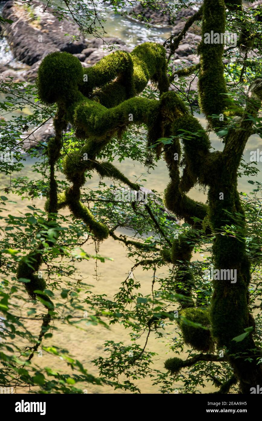 Tree monster hi-res stock photography and images - Alamy