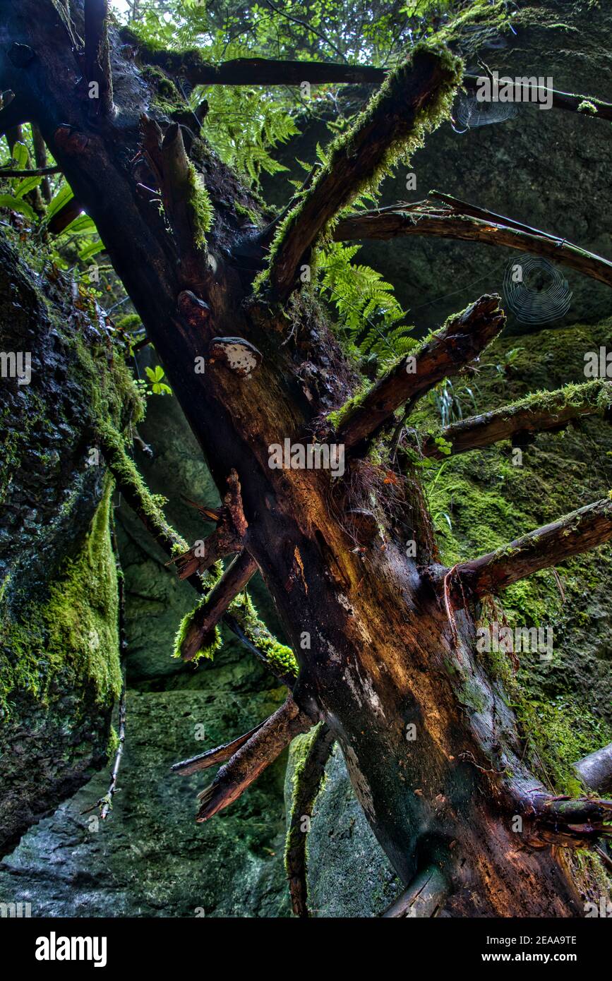 Tree trunk with moss hi-res stock photography and images - Alamy