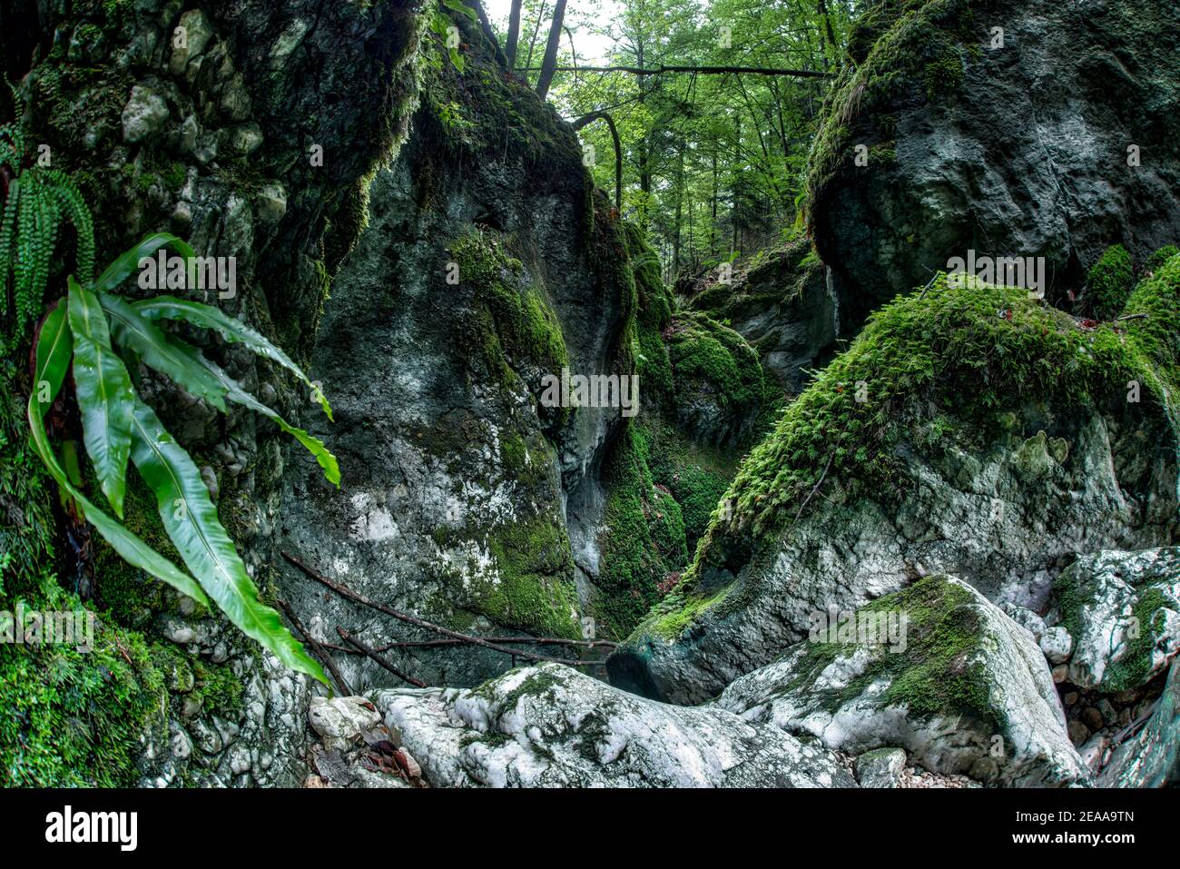 Rocks with fern and moss Stock Photo - Alamy