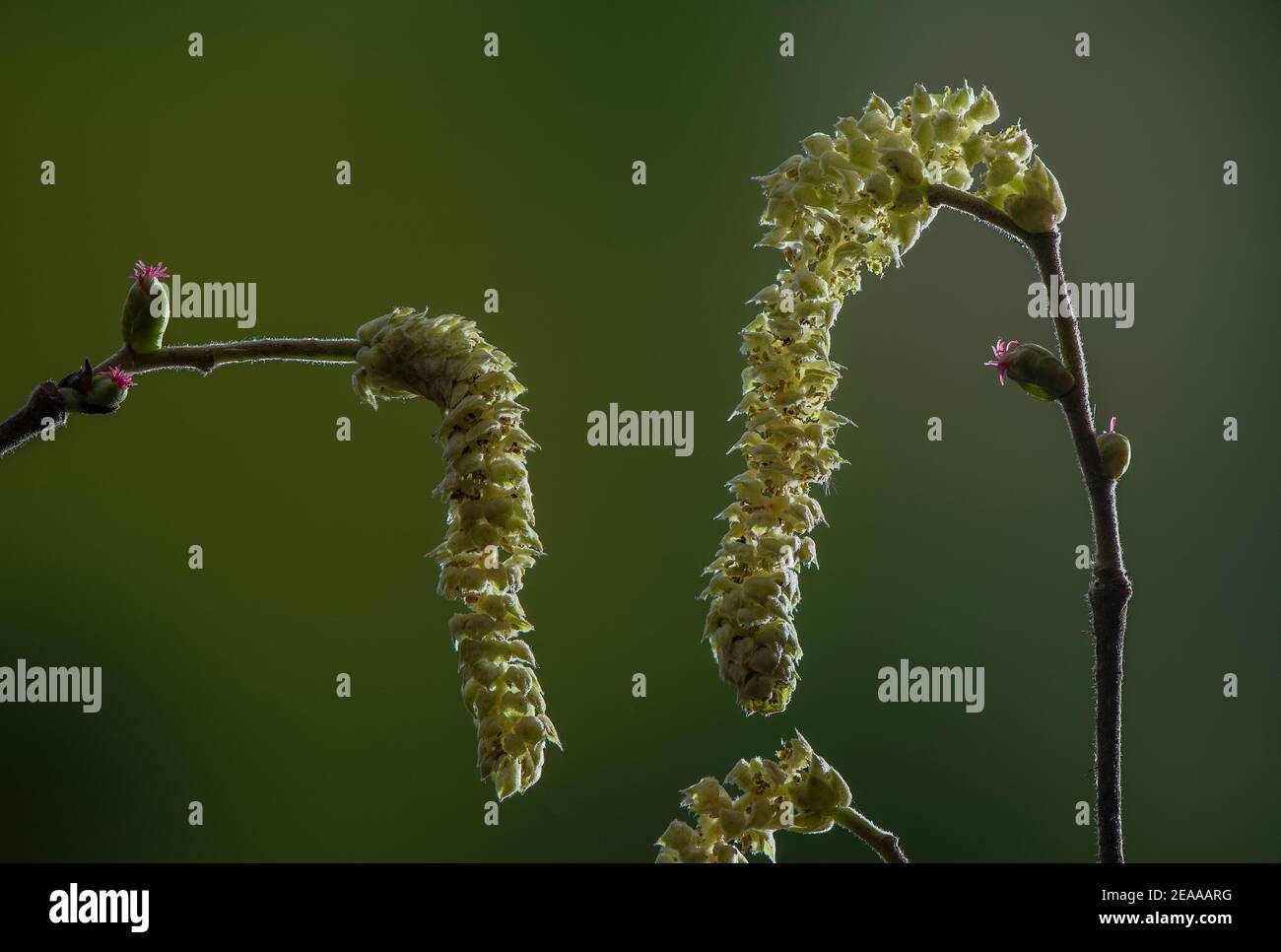 Hazel, Corylus avellana, in flower in early spring - male catkins and ...
