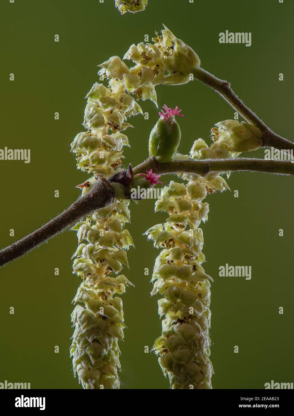 Hazel, Corylus avellana, in flower in early spring - red female flowers ...