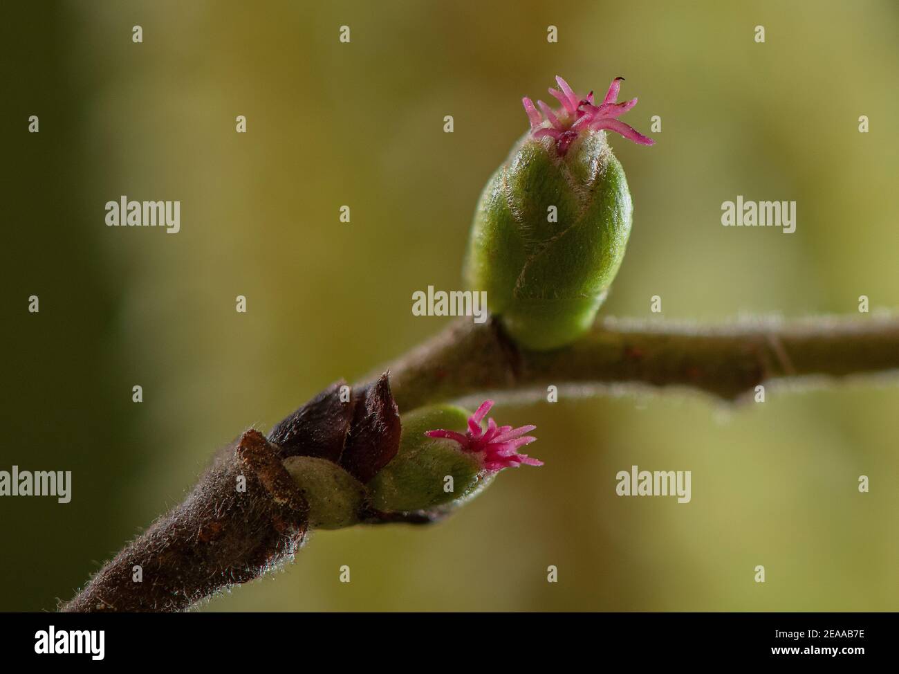 Female Hazel Flower High Resolution Stock Photography and Images - Alamy