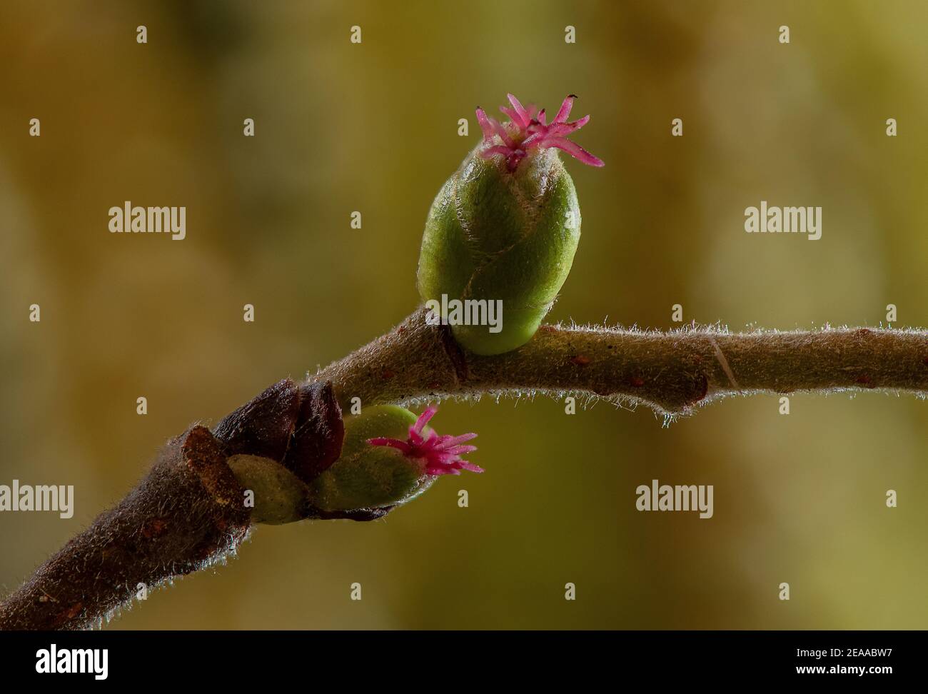 Hazel, Corylus avellana, in flower in early spring - red female flowers ...