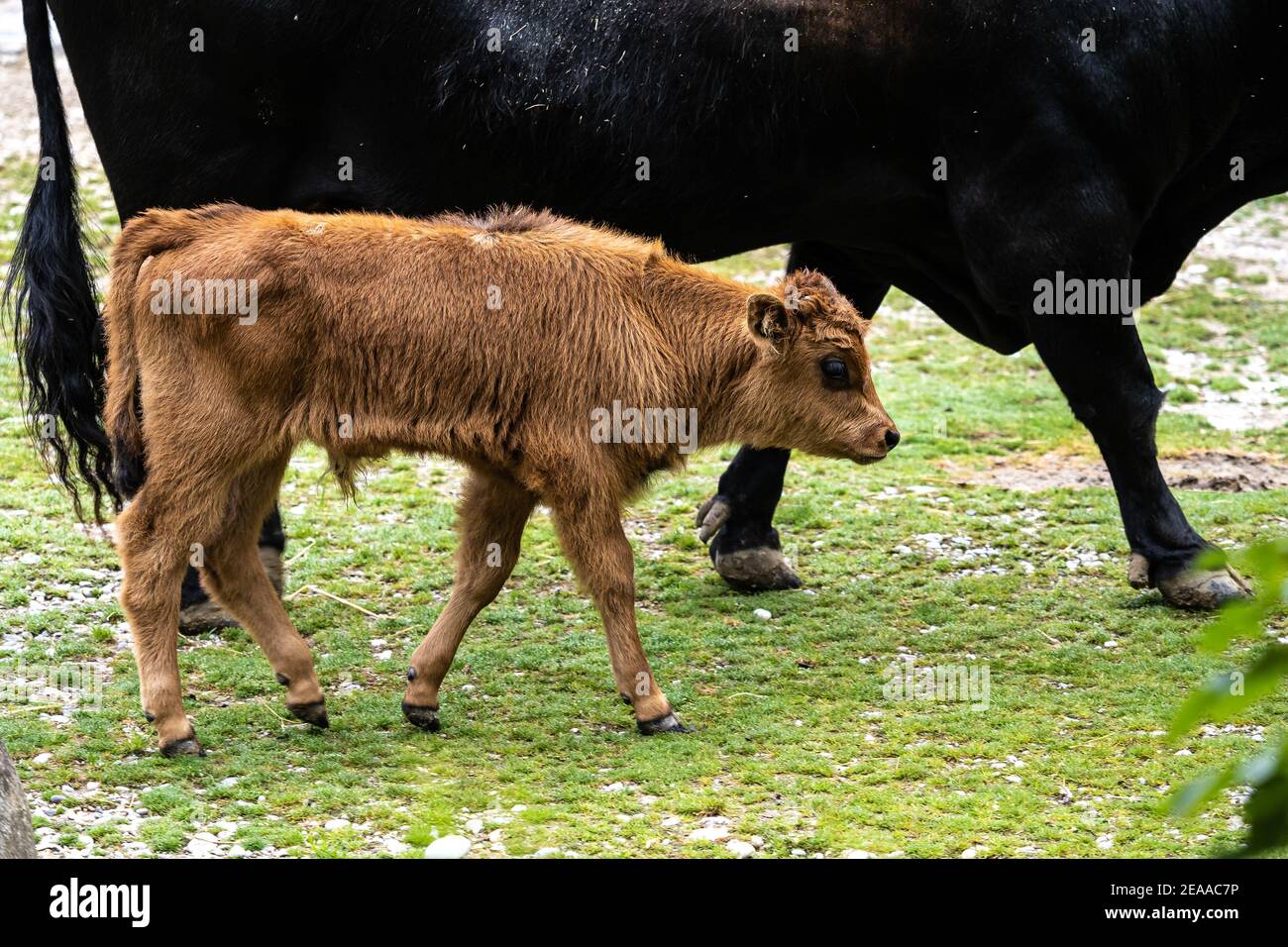 Baby Heck cattle, Bos primigenius taurus, claimed to resemble the ...
