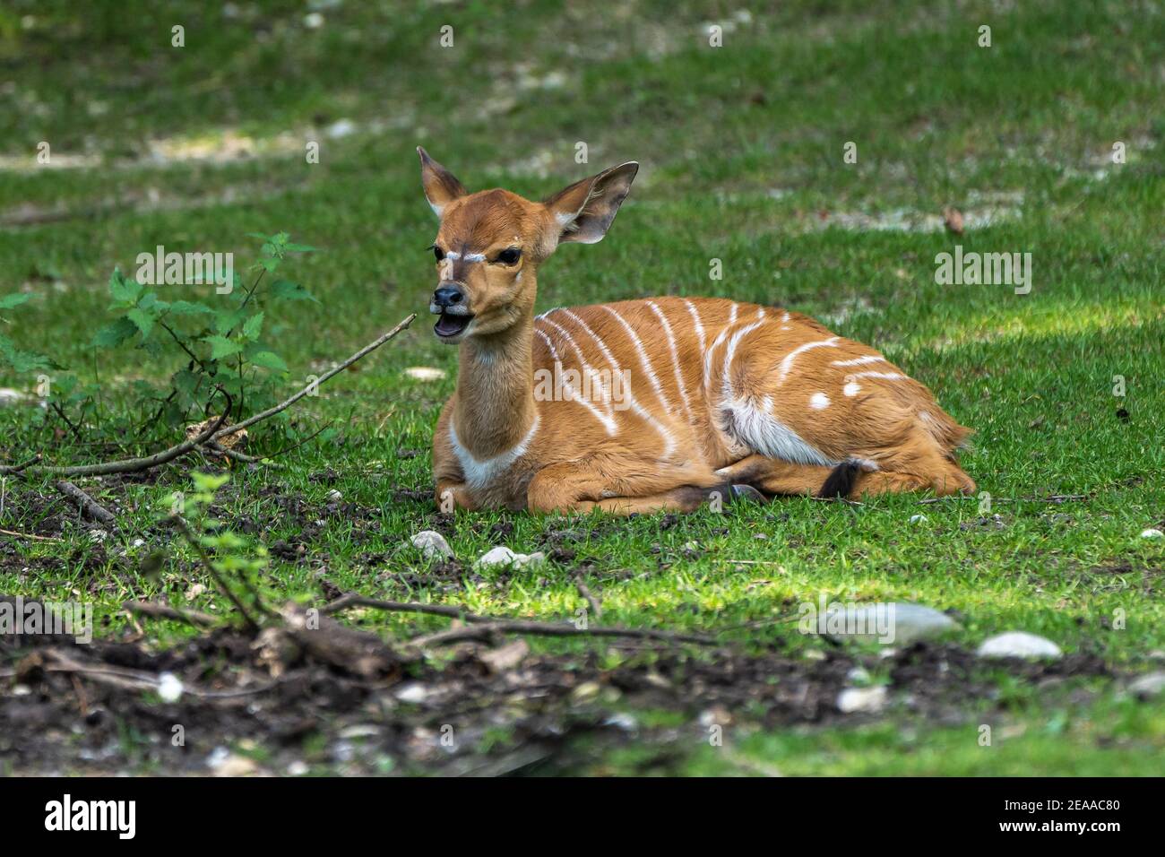 A young baby nyala. Tragelaphus angasii is a spiral-horned antelope ...