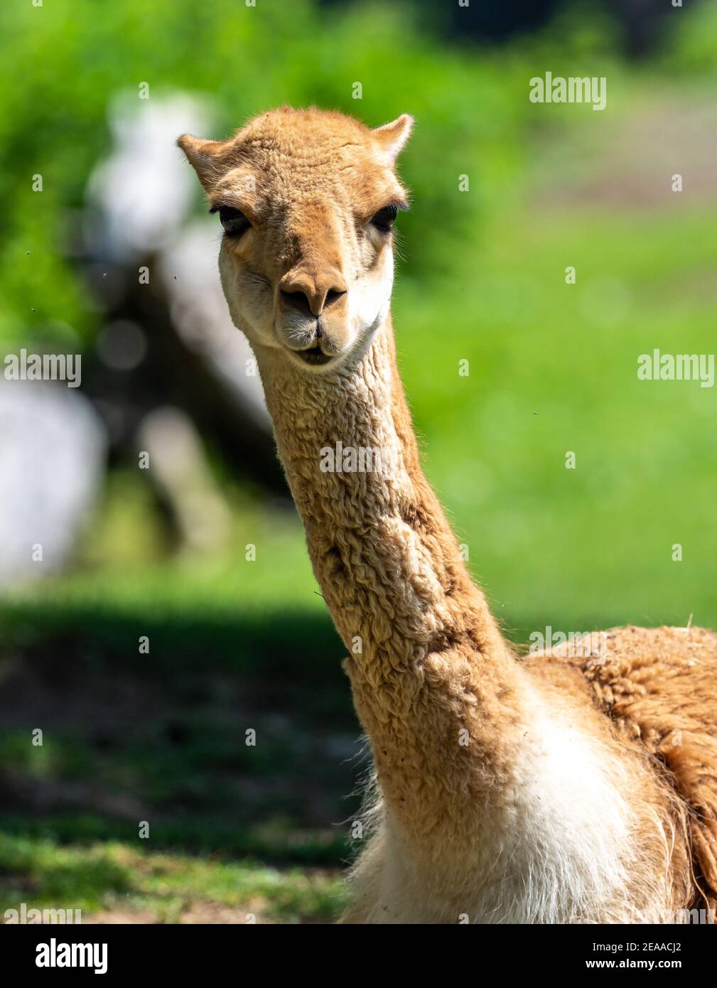 Vikunja argentina hi-res stock photography and images - Alamy