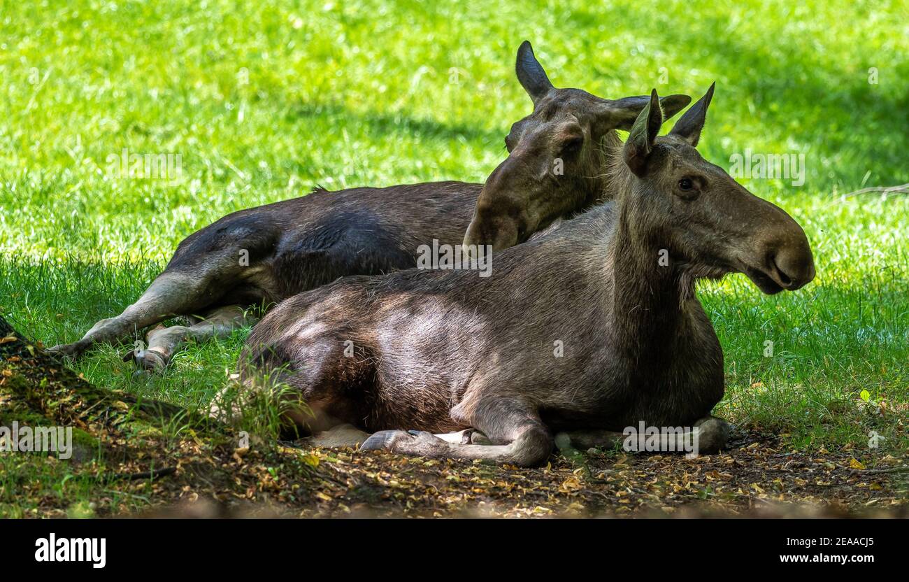 European Moose, Alces alces, also known as the elk. Wild life animal ...