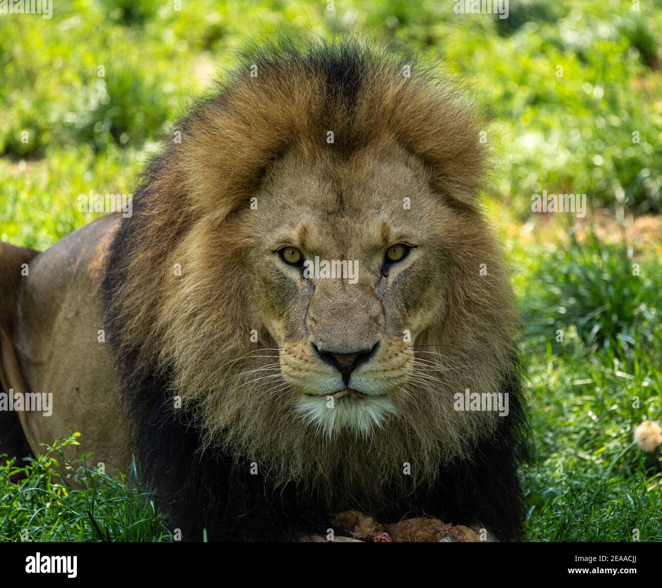 The lion, Panthera leo is one of the four big cats in the genus ...