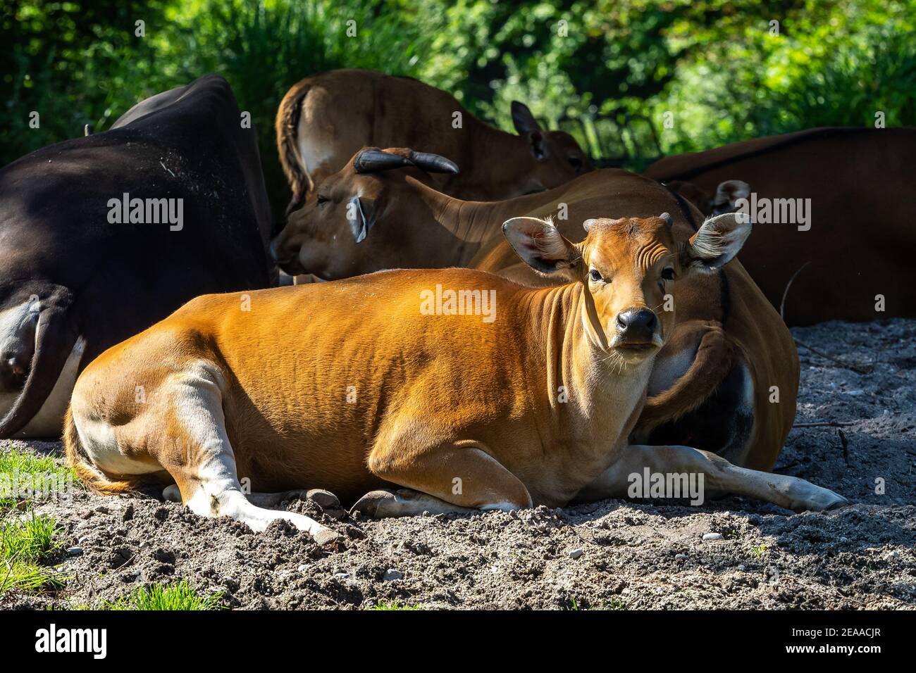 Male banteng black and white hi-res stock photography and images - Alamy