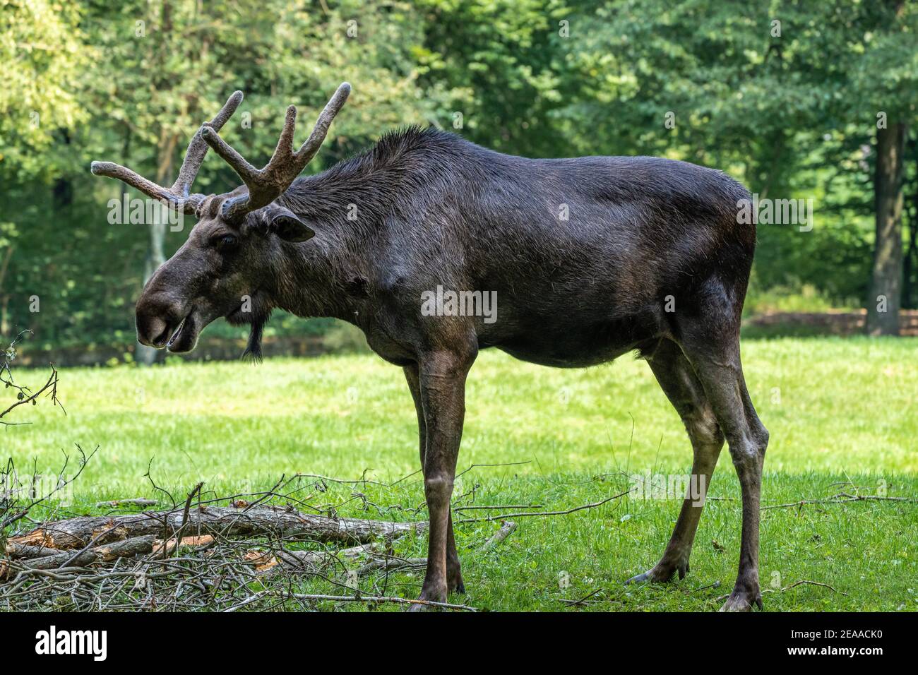 European Moose, Alces alces, also known as the elk. Wild life animal ...