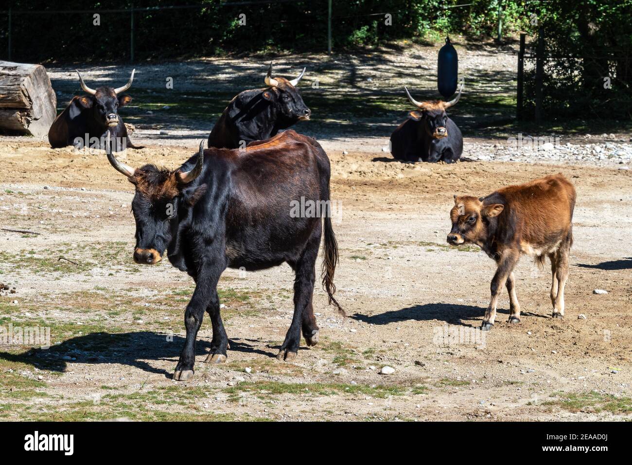 Heck cattle, Bos primigenius taurus, claimed to resemble the extinct ...
